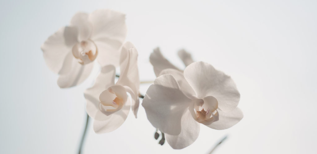 Hui Chun QiGong Del 5 – Wu Yi